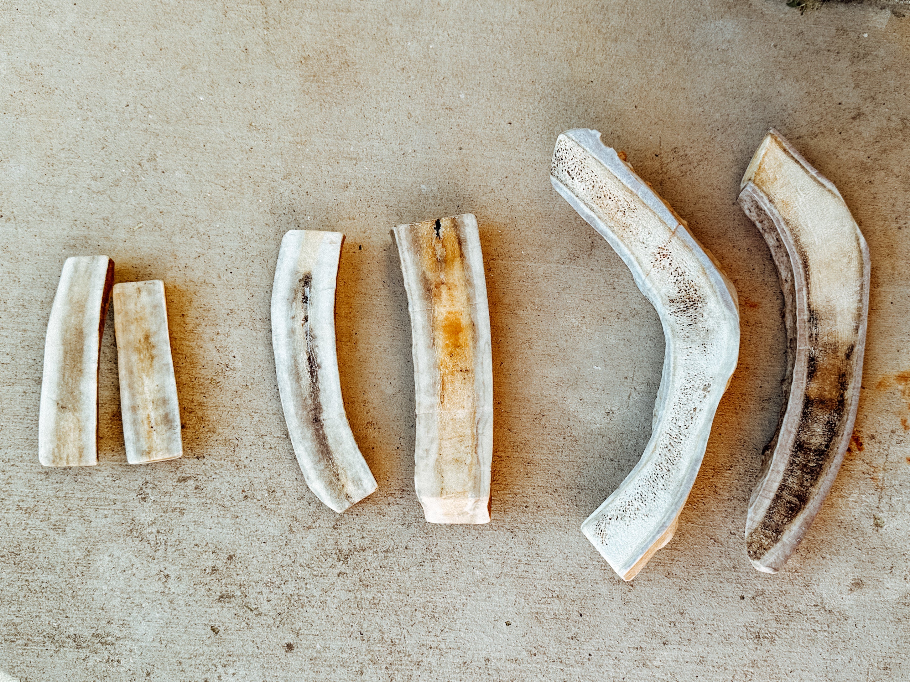 SPLIT ANTLERS – Havenwood Dogs